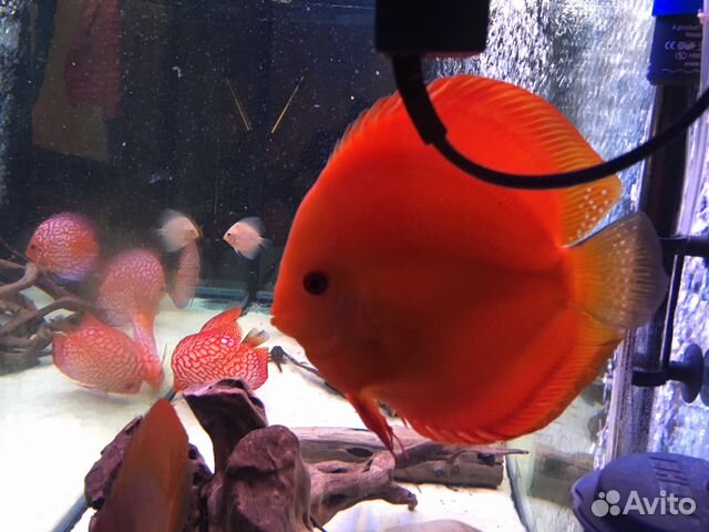 Дискус мальборо 22 см самец