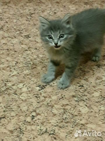 Сибирячки - пушистики)