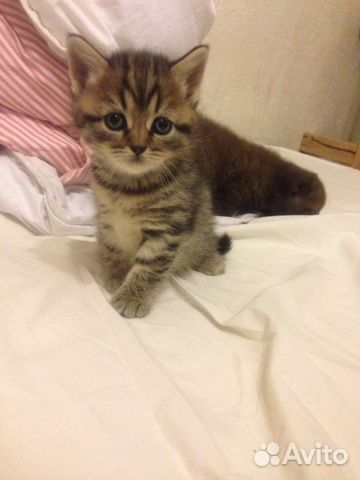 Плюшевые котомишки