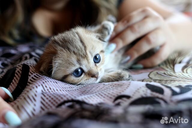 Роскошная кошечка скоттиш фолд золотая пятнистая