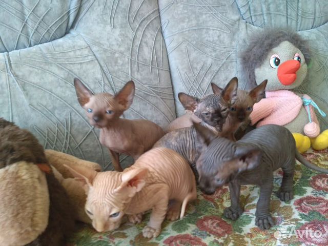 Котята Канадского сфинкса