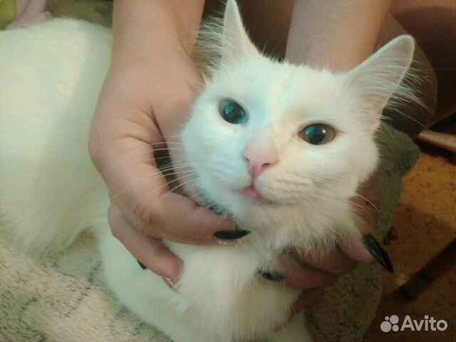 Отдам в доьрые руки кошку Као Мани