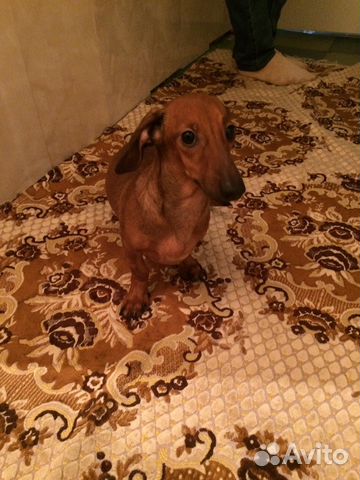 Продам таксу