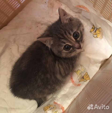 Фенотип британского котенка, метис