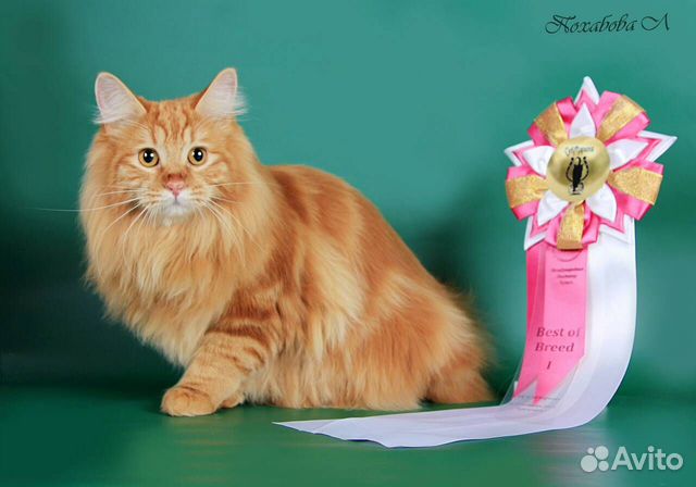 Котята Курильского Бобтейла