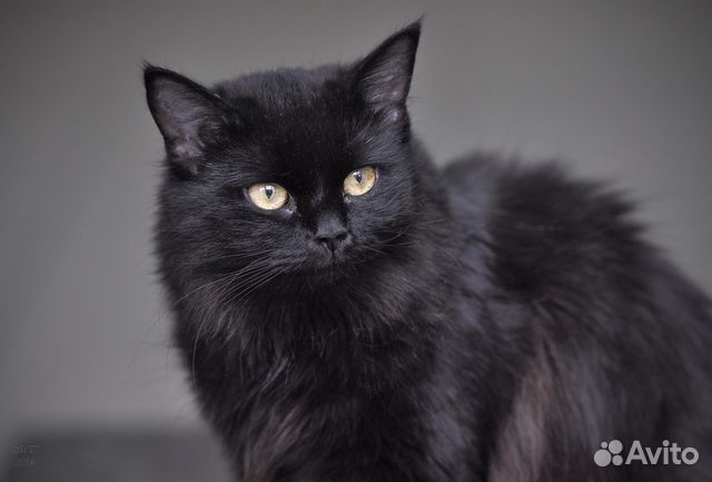 Француженка Мишель