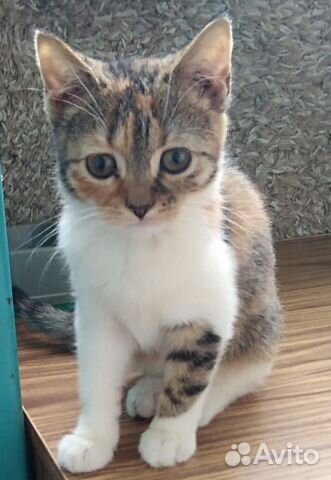 Трехцветная кошечка в добрые руки