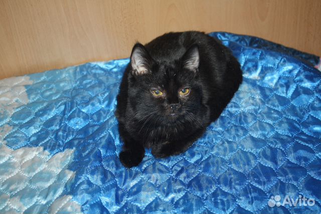 Шотландская метисочка