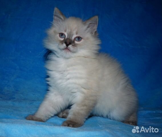 Очаровательный мальчик