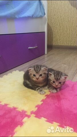 Шотландский шоколадный котя