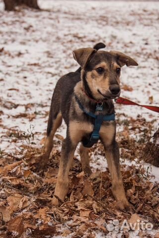 Сирота ищет дом