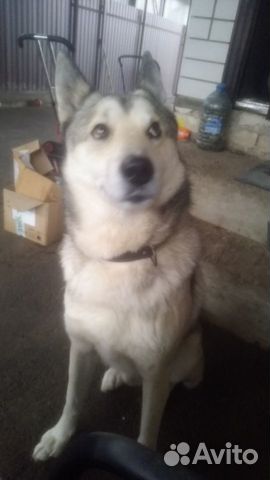 Найден кобель лайка