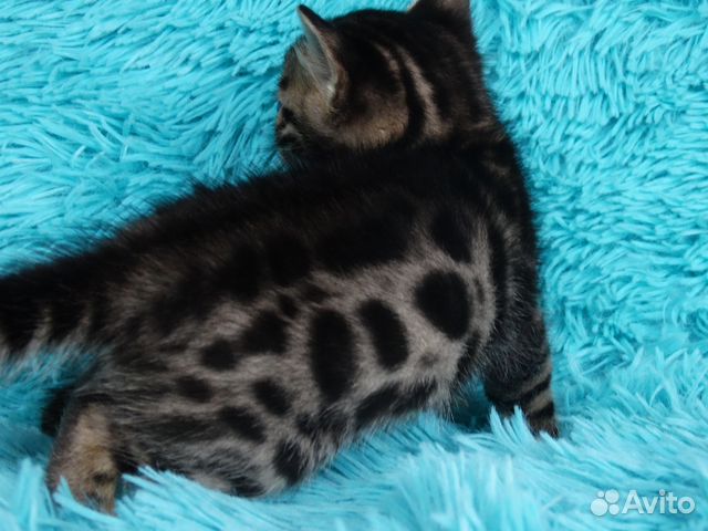 Бенгальчики девочки и мальчики в ваши семьи