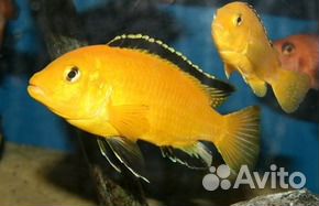 Рыба Лабидохромис еллоу