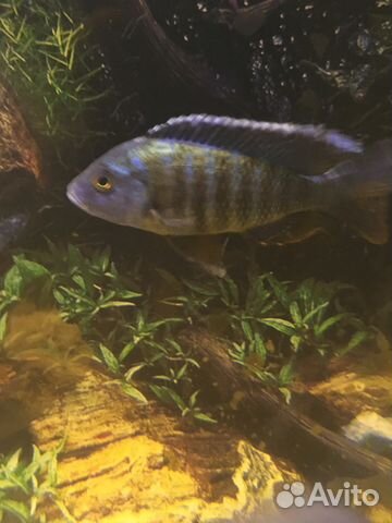 Рыба цихлиды