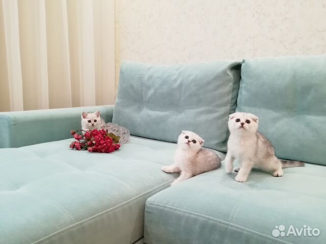 Шикарные котята