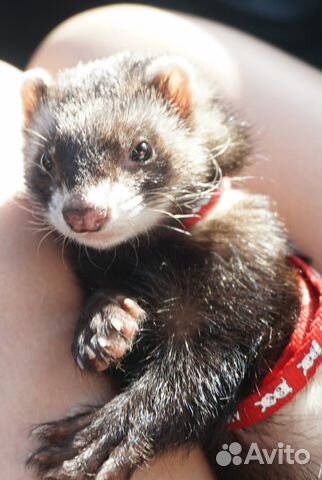 Продам хонорика