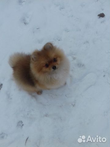 Собаки