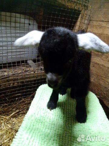 Козы, козлики