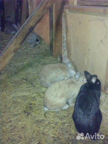 Подам кроликов
