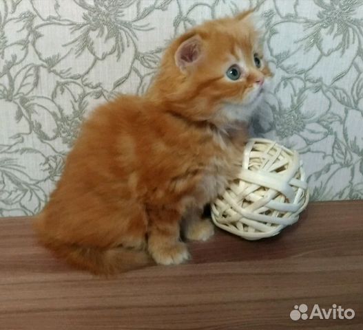 Счастье солнечное)