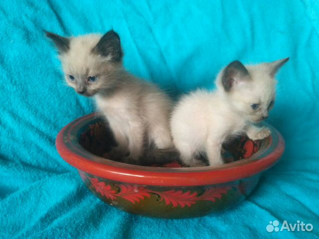 Продаются сиамские (тайские) котята 1,5 месяца
