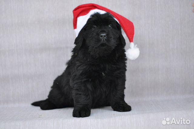 Щеночки ньюфики