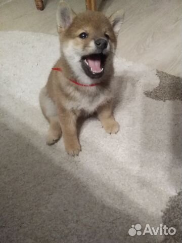 Продажа щенка порода сиба ину