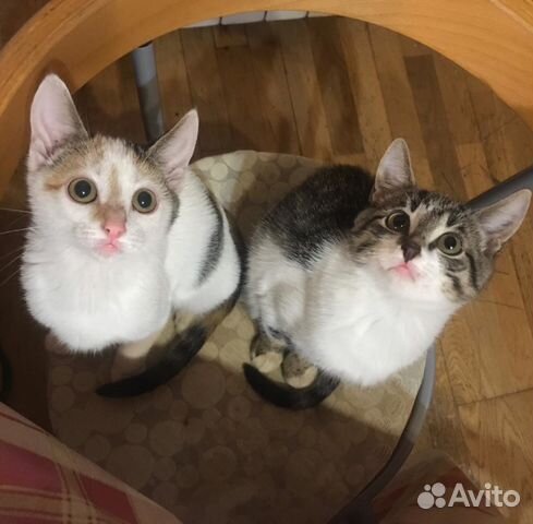 Котенок трехцветный Душечка