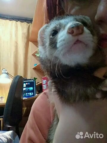 Хорек Домашний, С клеткой