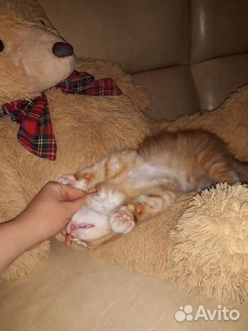 Отдам рыжего котенка 3-4 месяца, мальчик