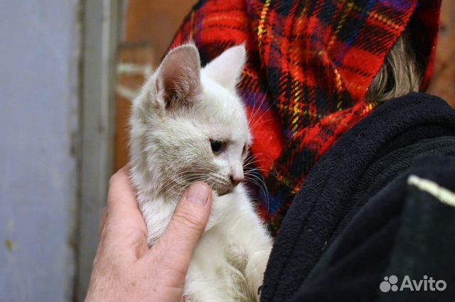 Домашние Котята в дар- 2 мес