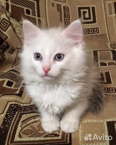 Дымчатый котенок