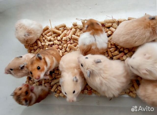Хомячки сирийские