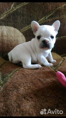 Кремашка от двух кремовых родителей