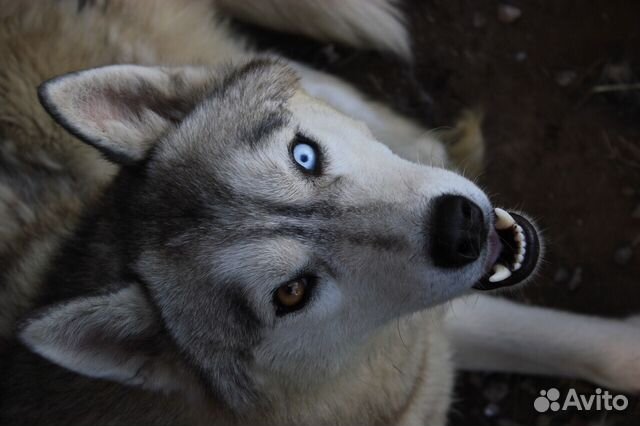 Продается разноглазая красотка хаски