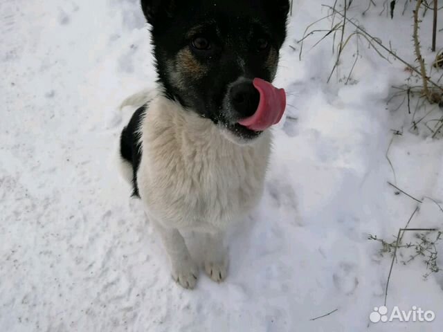 Щенки помесь кавказкой овчарки