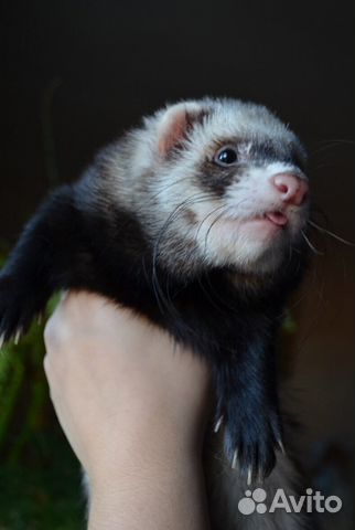 Хорьки соболиного окраса