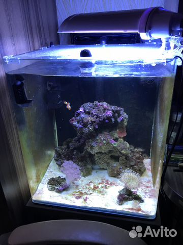Морской аквариум Denerle NanoCube 60 в сборе