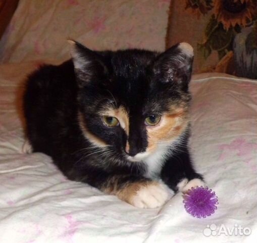 Трехцветный котёнок к счастью