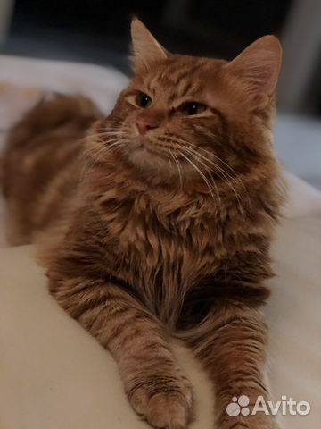 Курильский бобтейл на вязку