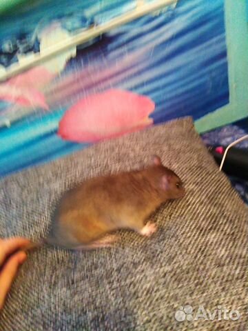 Шустрая крыска