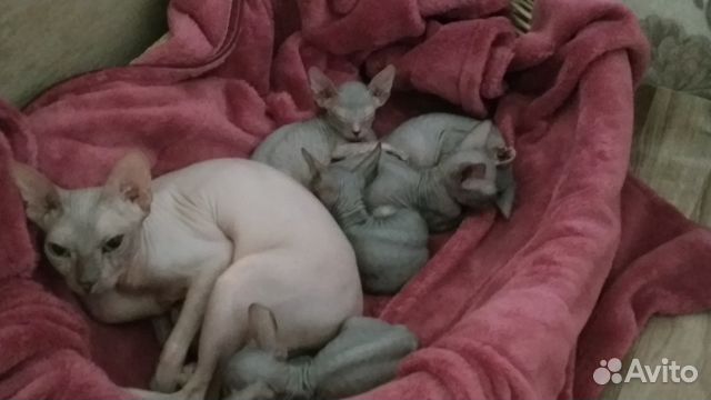 Котята (четыре сыночка и лапочка дочка)
