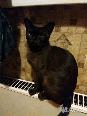 Бурманская кошка