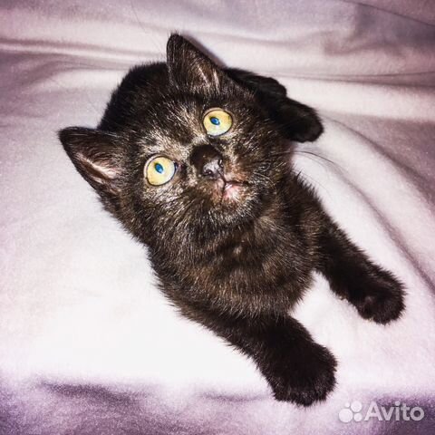 Котик на половину шотландец