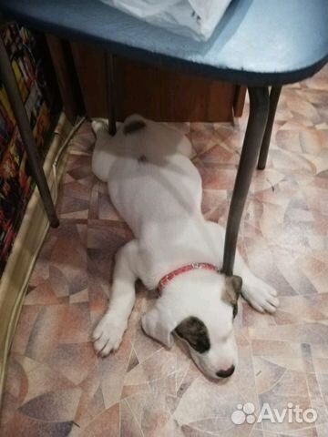 Продаётся ам стаф