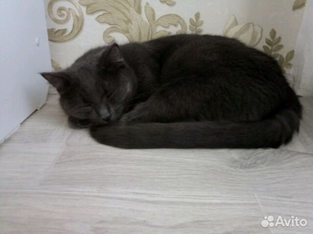 Кошечка Муська