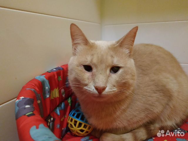 Кот Тюбик, 1.5 года (из приюта)