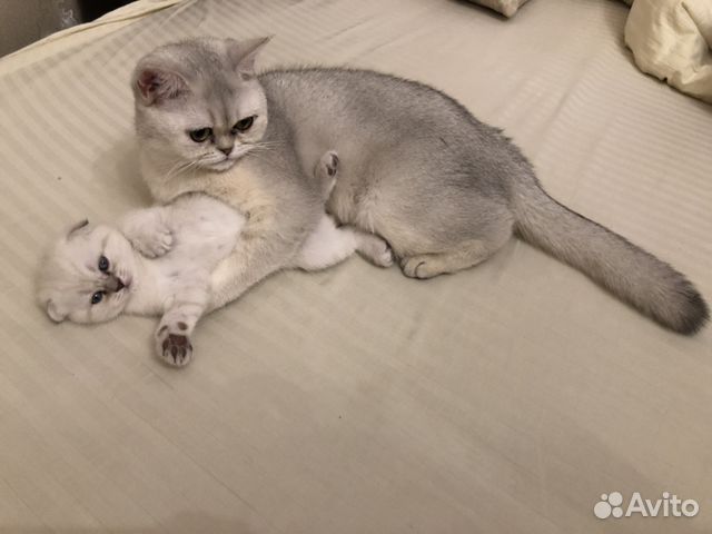 Шотландская вислоухая принцесса