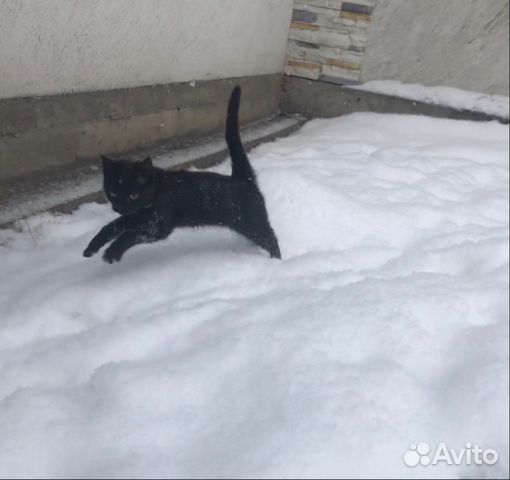 Найденыш